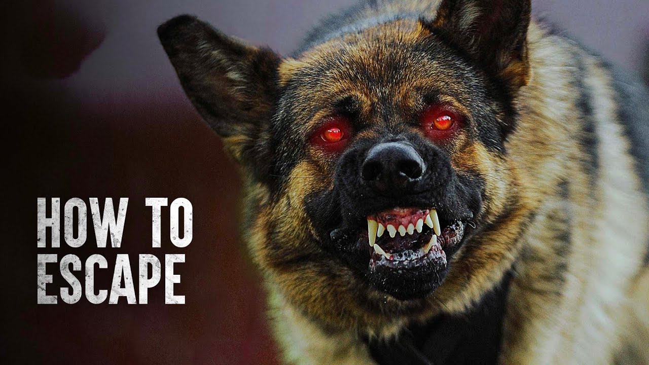 Guard Dog Gone Wrong: What Are Your Chances of Survival?