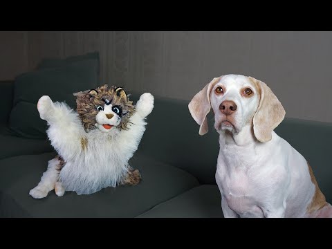 Beagle dog vs zombie cat prank funny Halloween reaction
