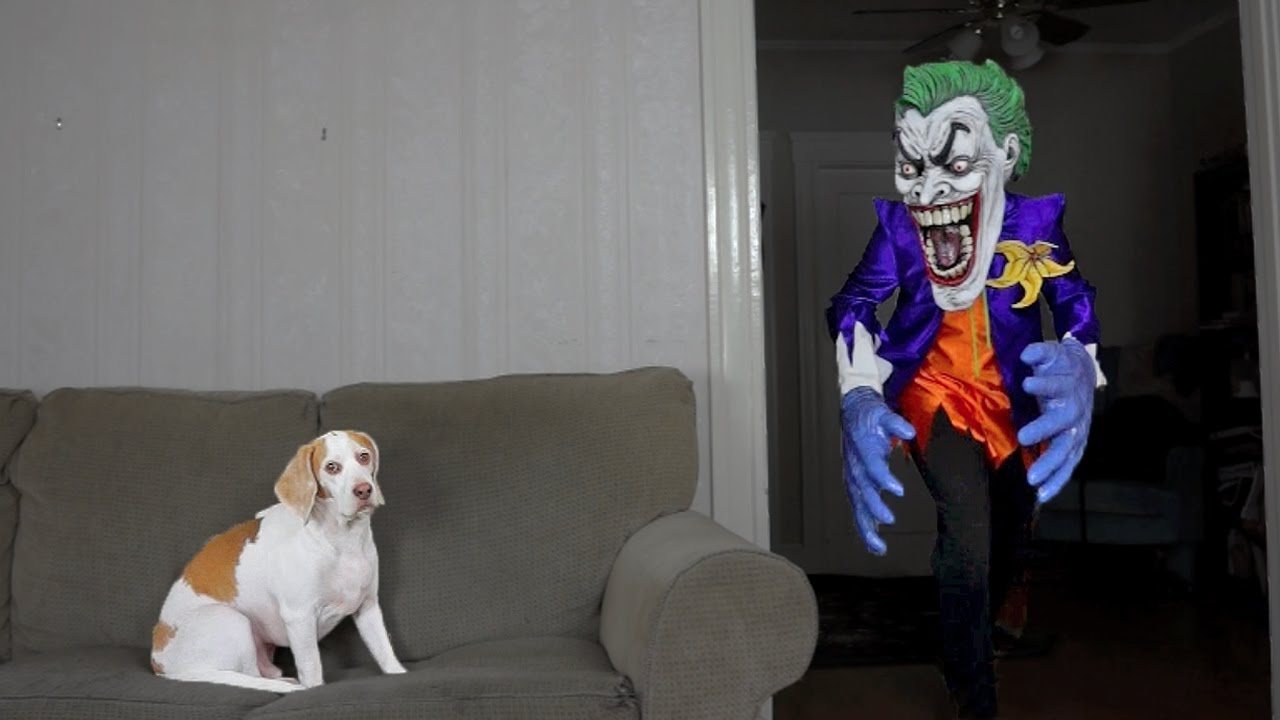 A dog gets pranked by the Joker in style