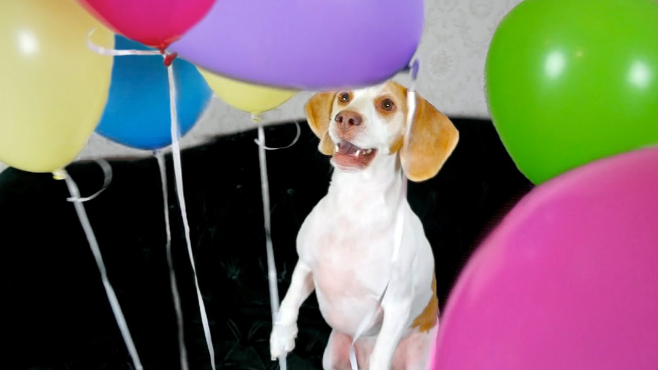 A balloon surprise leaves a dog genuinely puzzled