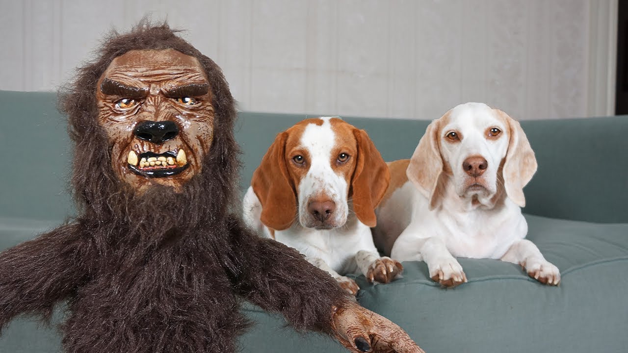 Beagle dog rescues baby werewolf in funny Halloween scene