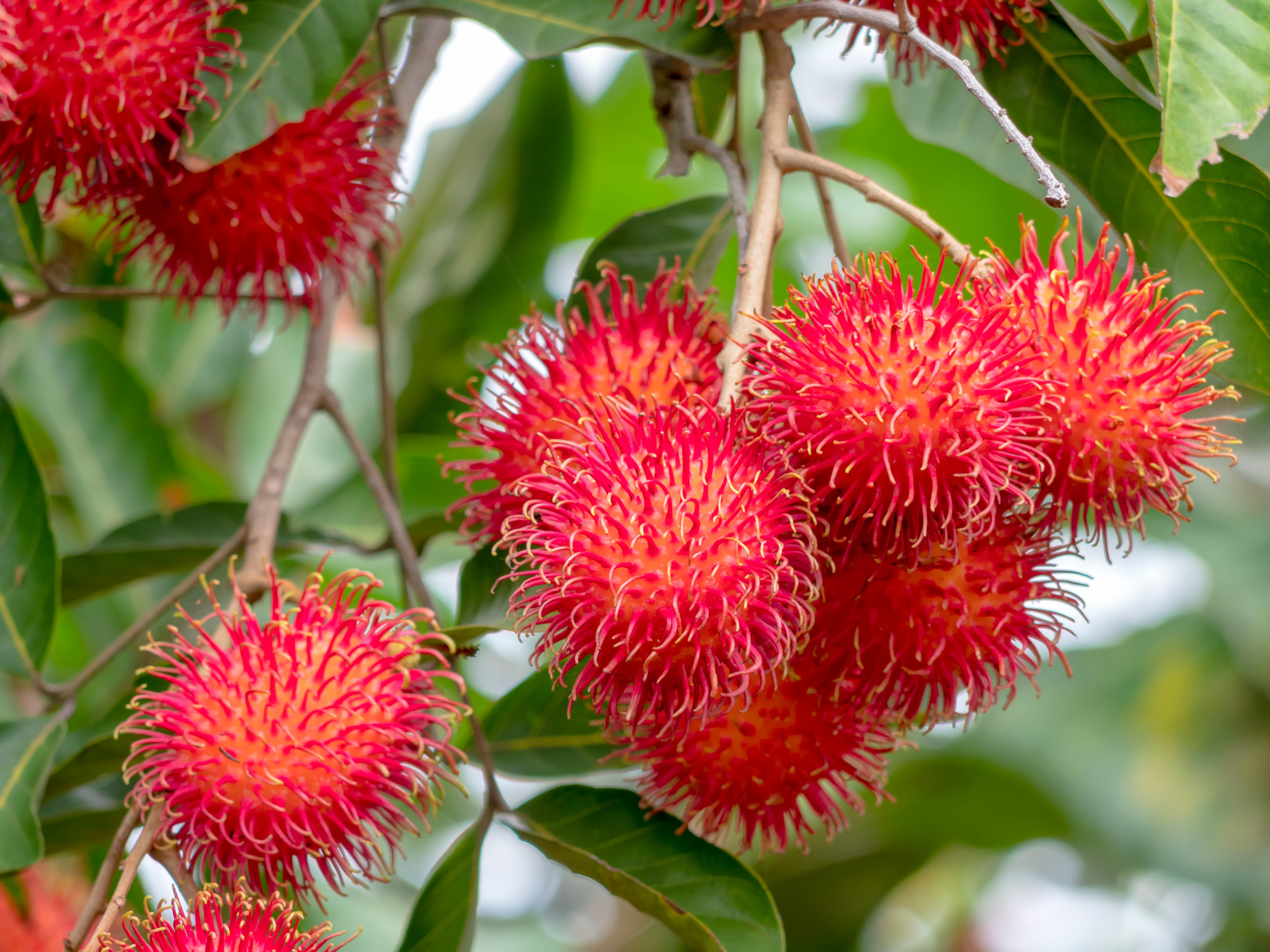 20 unique fruits to put on your food bucket list