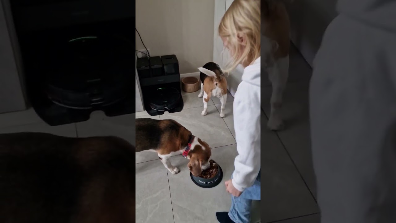 The secret to winning a beagle’s heart