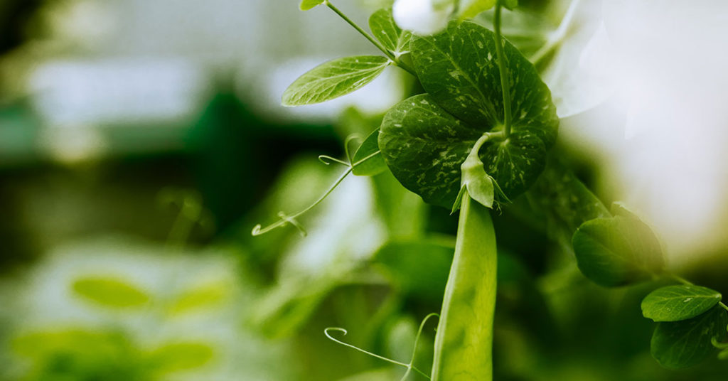 15 Best Vegetables For A Short Growing Season