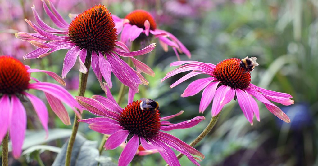 18 Flowers and Plants That Provide Food for Local Birds