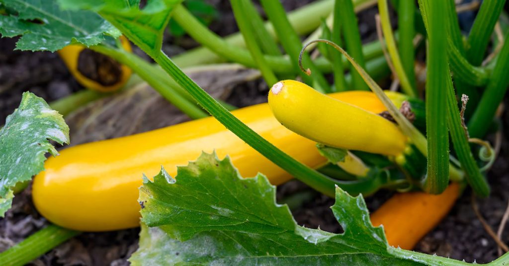 9 Signs That Your Zucchini Is Ready For Harvesting
