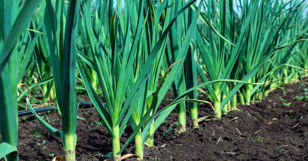 11 Gardening Tips for Planting Garlic in August for a Summer Harvest