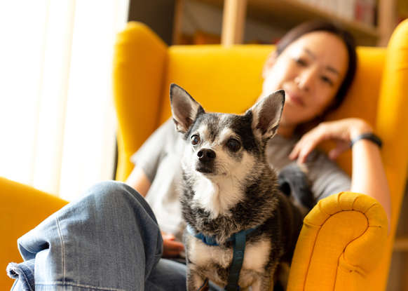 5 unexpected ways service and emotional support dogs improve and save ... 5 unexpected ways service and emotional support dogs improve and save ...