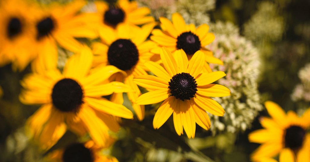 17 Perennial Flowers That Bloom From Spring To Fall
