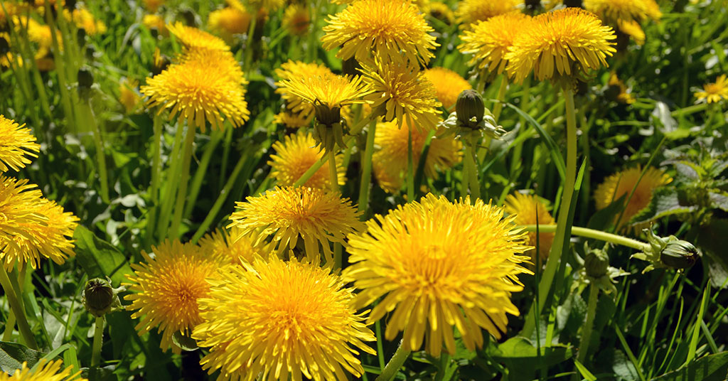 8 Reasons Why You Shouldn't Use Boiling Water To Kill Weeds