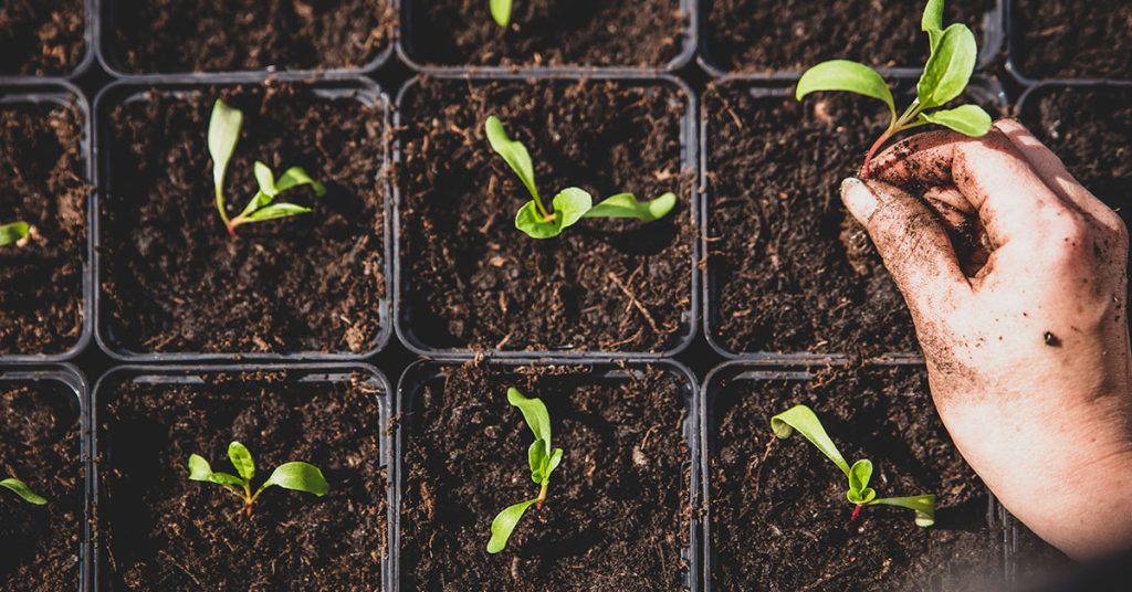 12 Gardening Tips For Growing Delicious Bell Peppers
