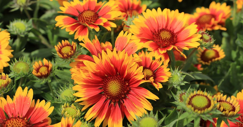 16 Flowers That Love Getting Full Sunlight