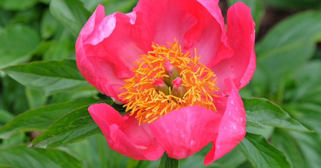 15 Flowers That Create A Romantic Garden Setting