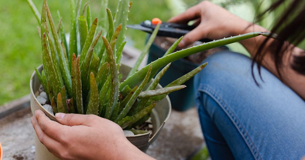 10 Reasons Why Gardening Can Help Reduce Stress And Depression