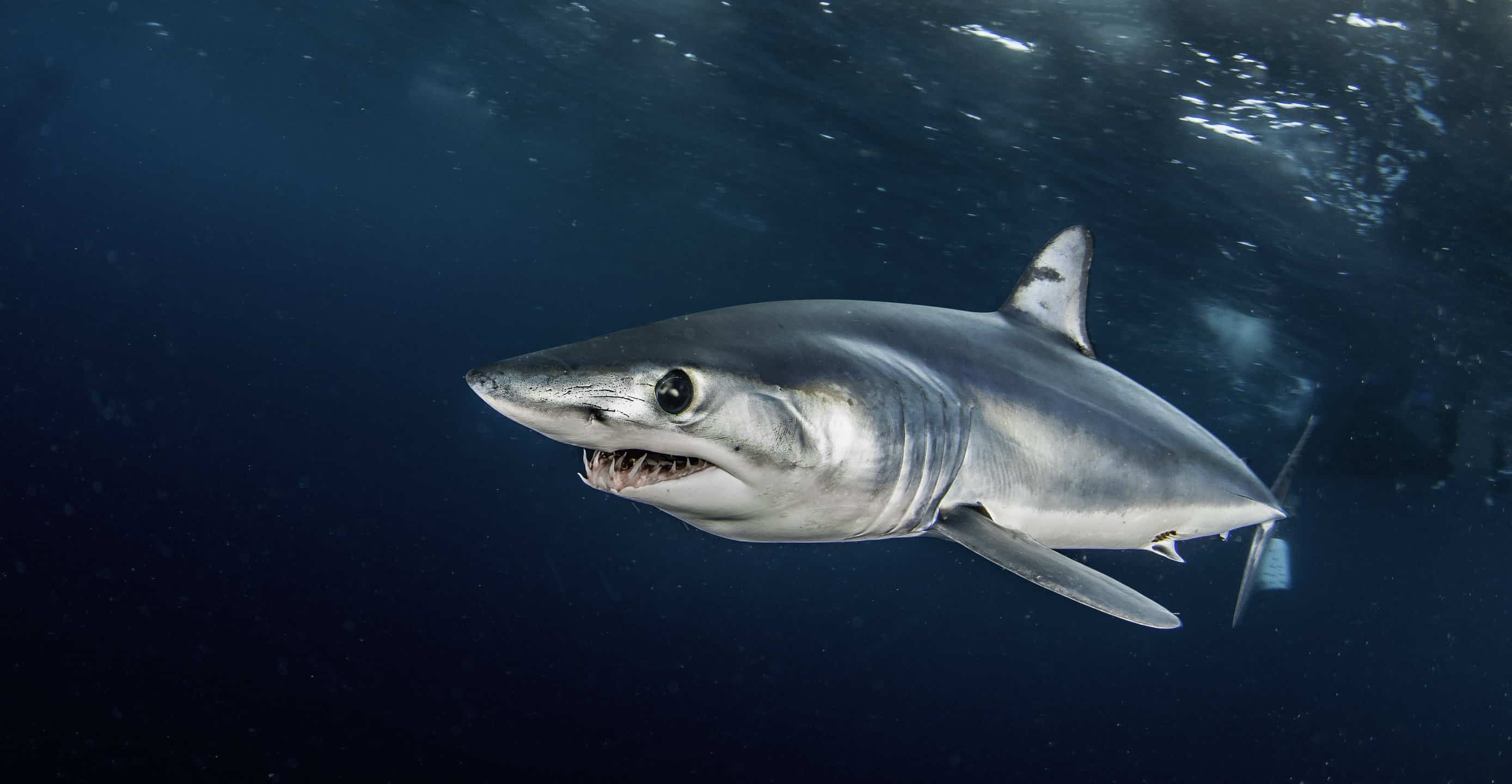 8 Sharks That Lurk in New York Waters