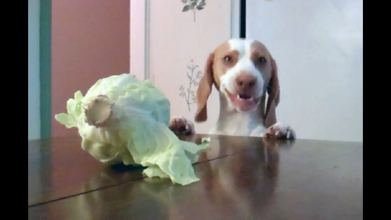 Dog Steals Cabbage: Cute Dog Maymo