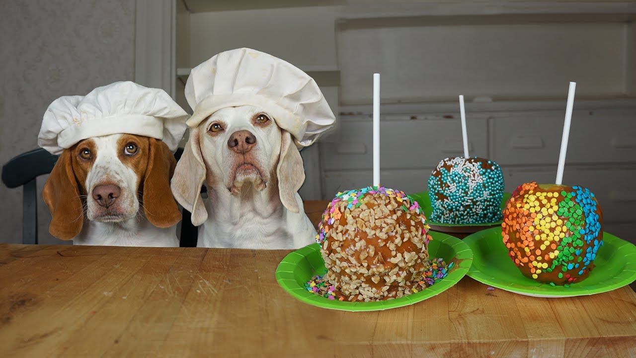 Dogs make candy apples in fun cooking challenge