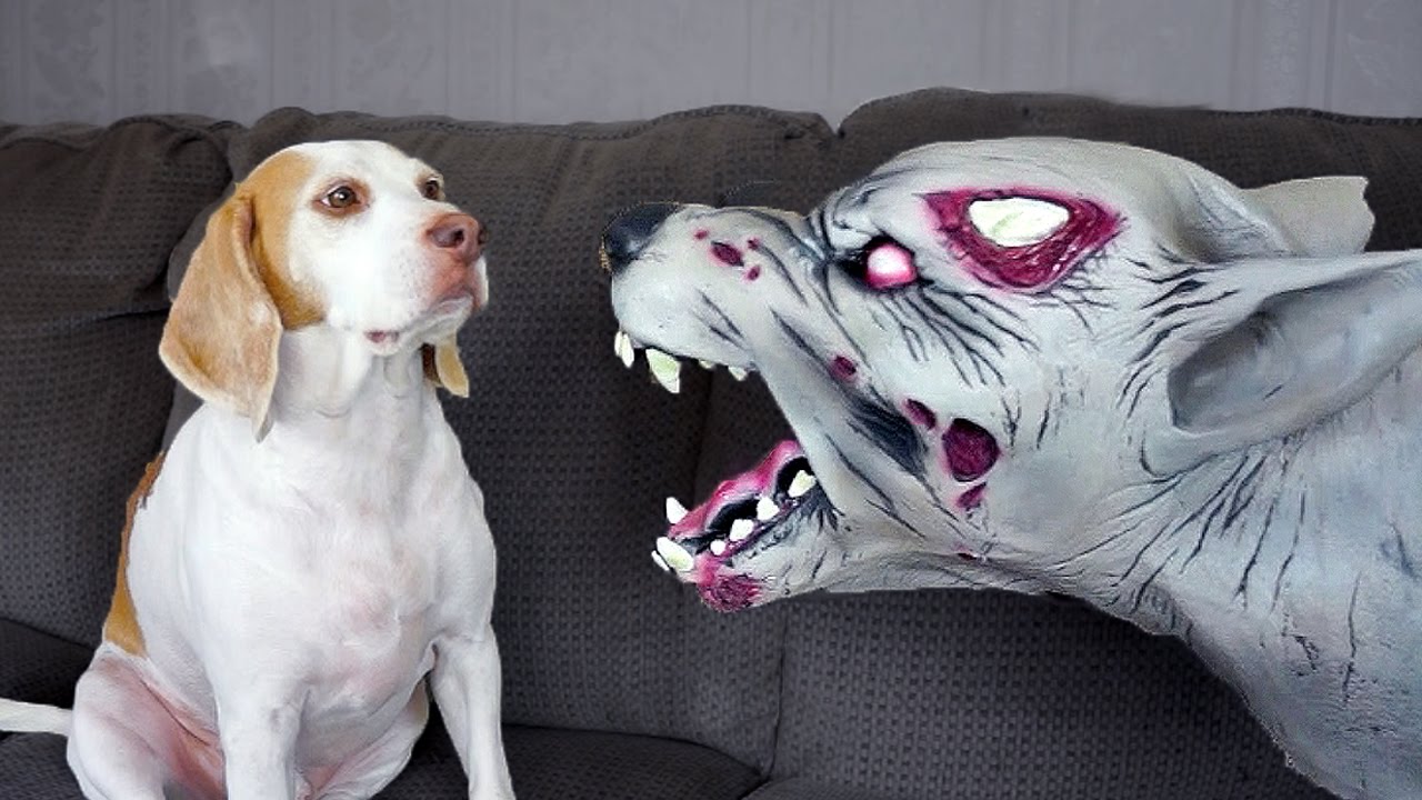 A zombie dog startles a very brave dog