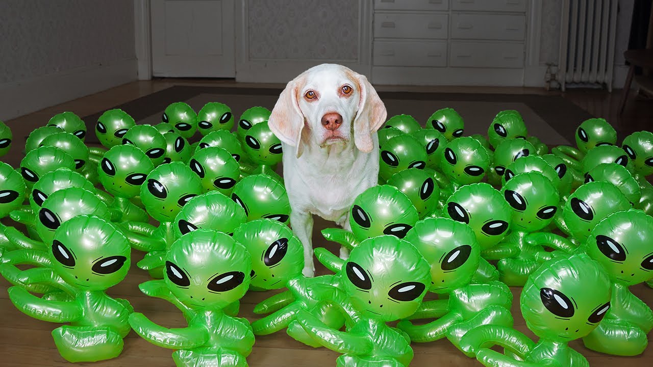 Baby Aliens Visit Dogs in Funny UFO Prank