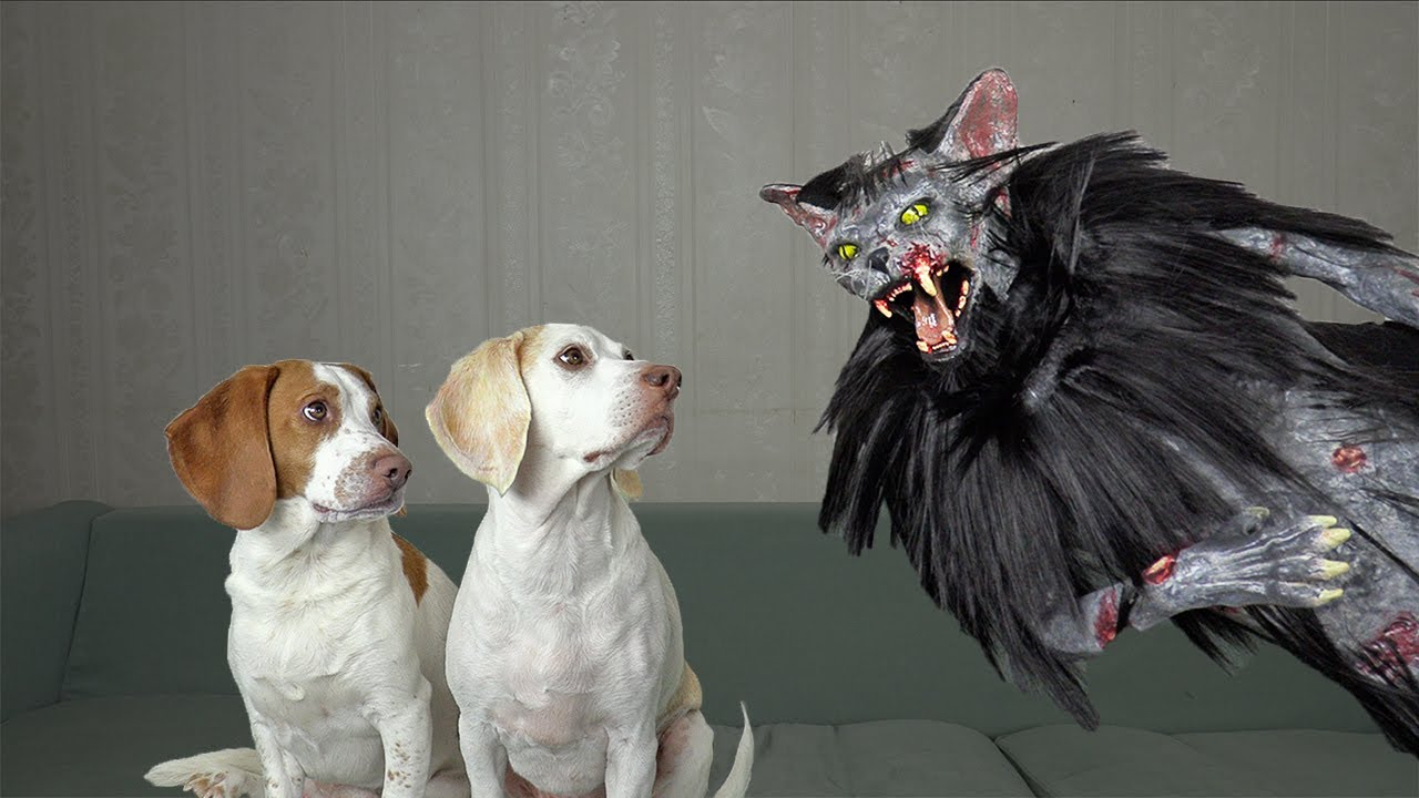 Dogs vs. zombie cat prank