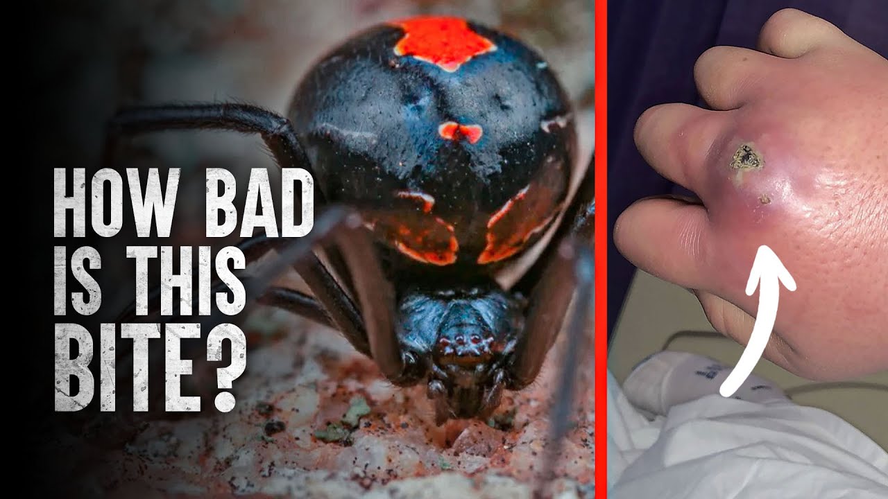 The Most Dangerous Animals in North America—and How to Survive Them