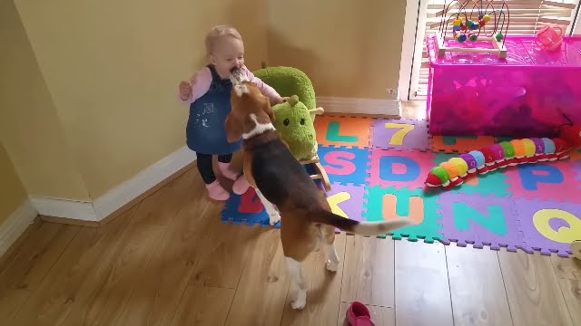 Beagle bribes toddler for ultimate snack heist