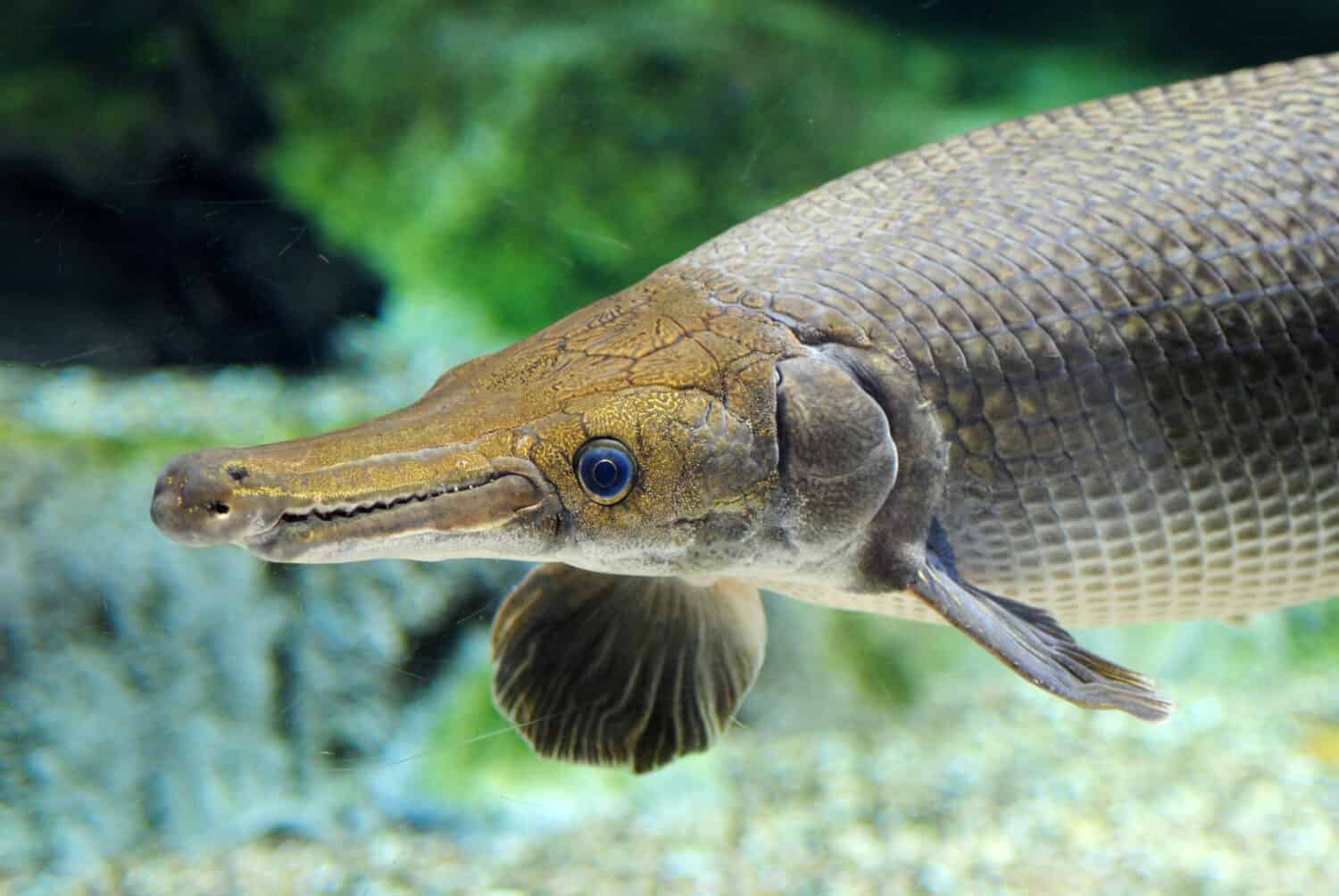 The Most Massive Fish Caught In Every State