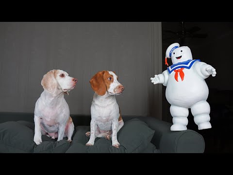 Beagle dog vs mini and giant marshmallow man prank fun