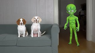 Dogs Face Off With Alien and Its Superpowers