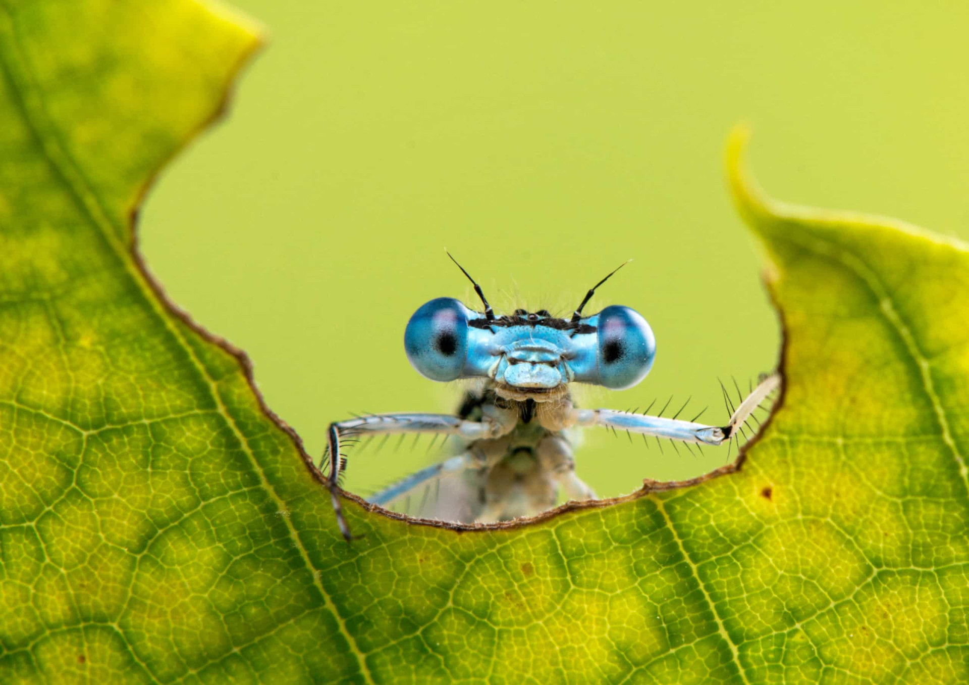 Sommes-nous confrontés à une apocalypse d'insectes