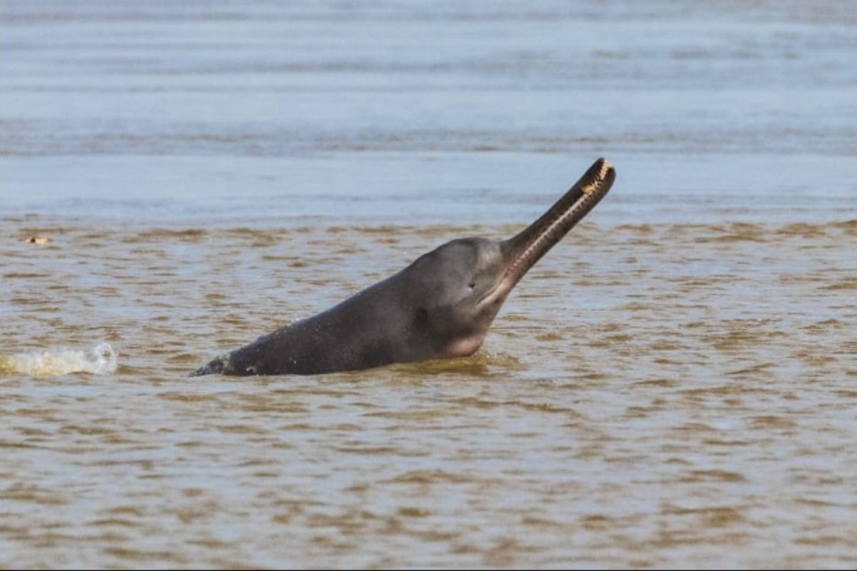 UP hosts nearly 40% of India's river dolphin population