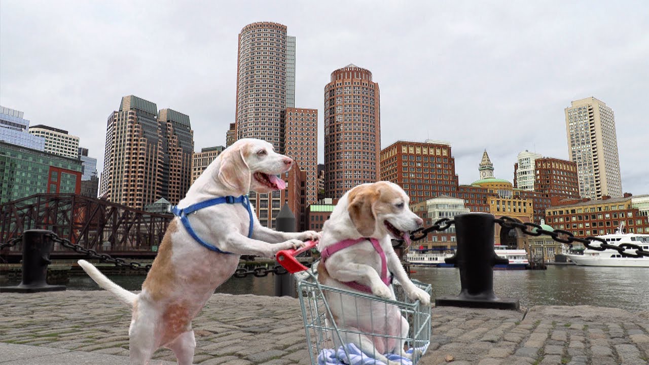 Dogs Go Voting in a Shopping Cart Adventure