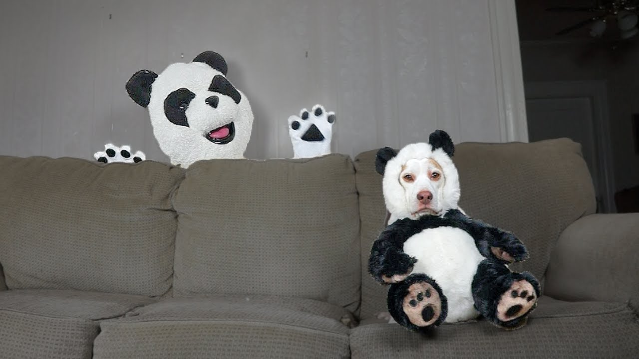Panda dog meets a real panda
