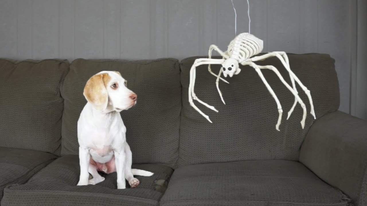 Dog reacts to five different skeletons for Halloween