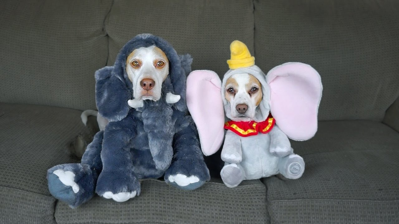 Seventeen dog costumes turn Halloween into chaos