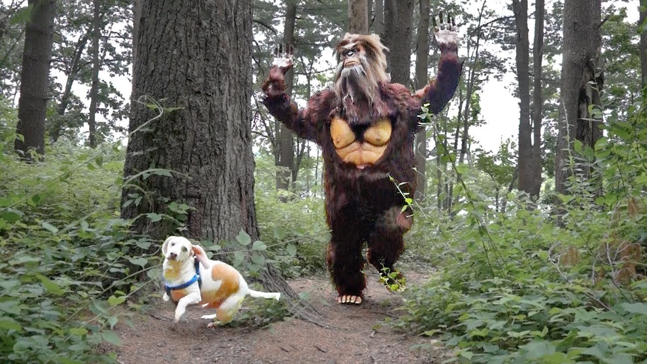 Dogs Try to Befriend Bigfoot in the Forest