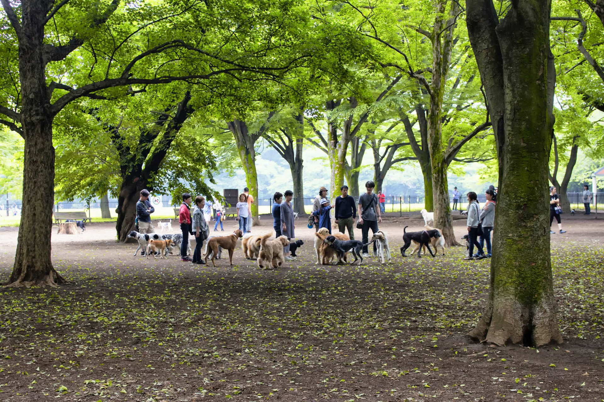 The most dog-friendly cities in the world