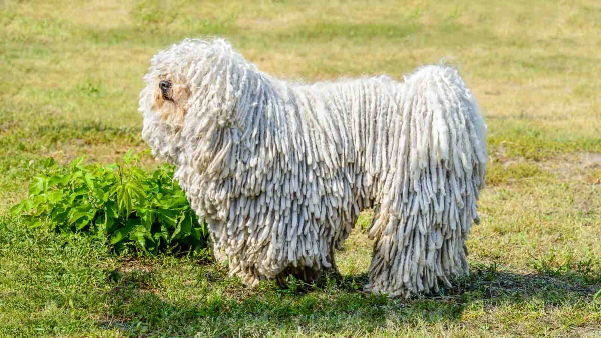 10 Quirky Dog Breeds That Prove Nature Has A Sense Of Humor