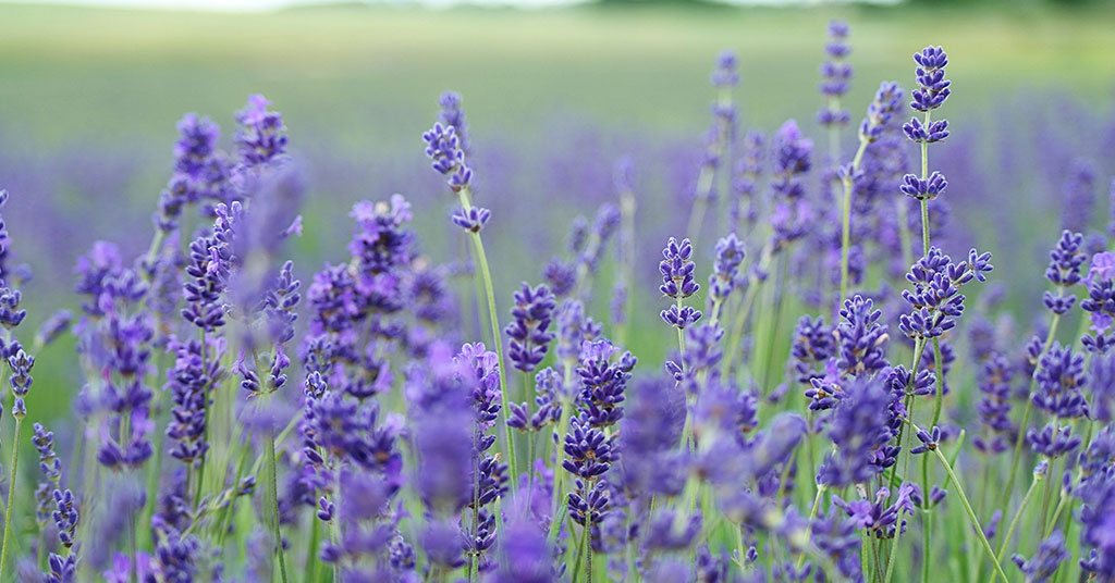 10 Reasons You Should Grow Lavender By Your Entrance