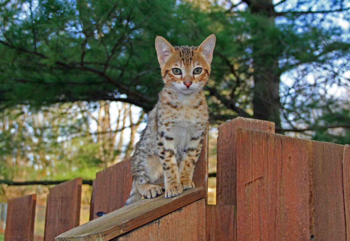 15 Fierce Cat Breeds That Can Be a Handful