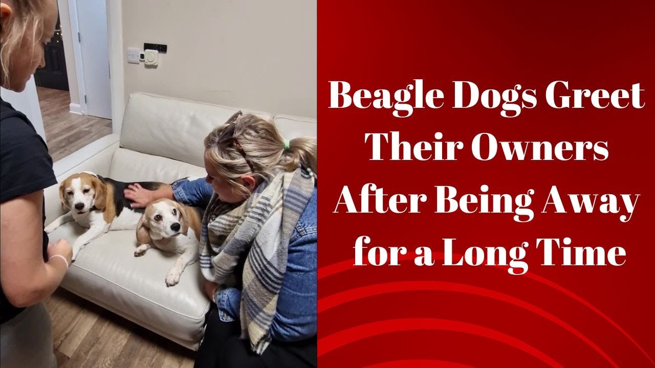 Beagles reunite with their owner after time apart