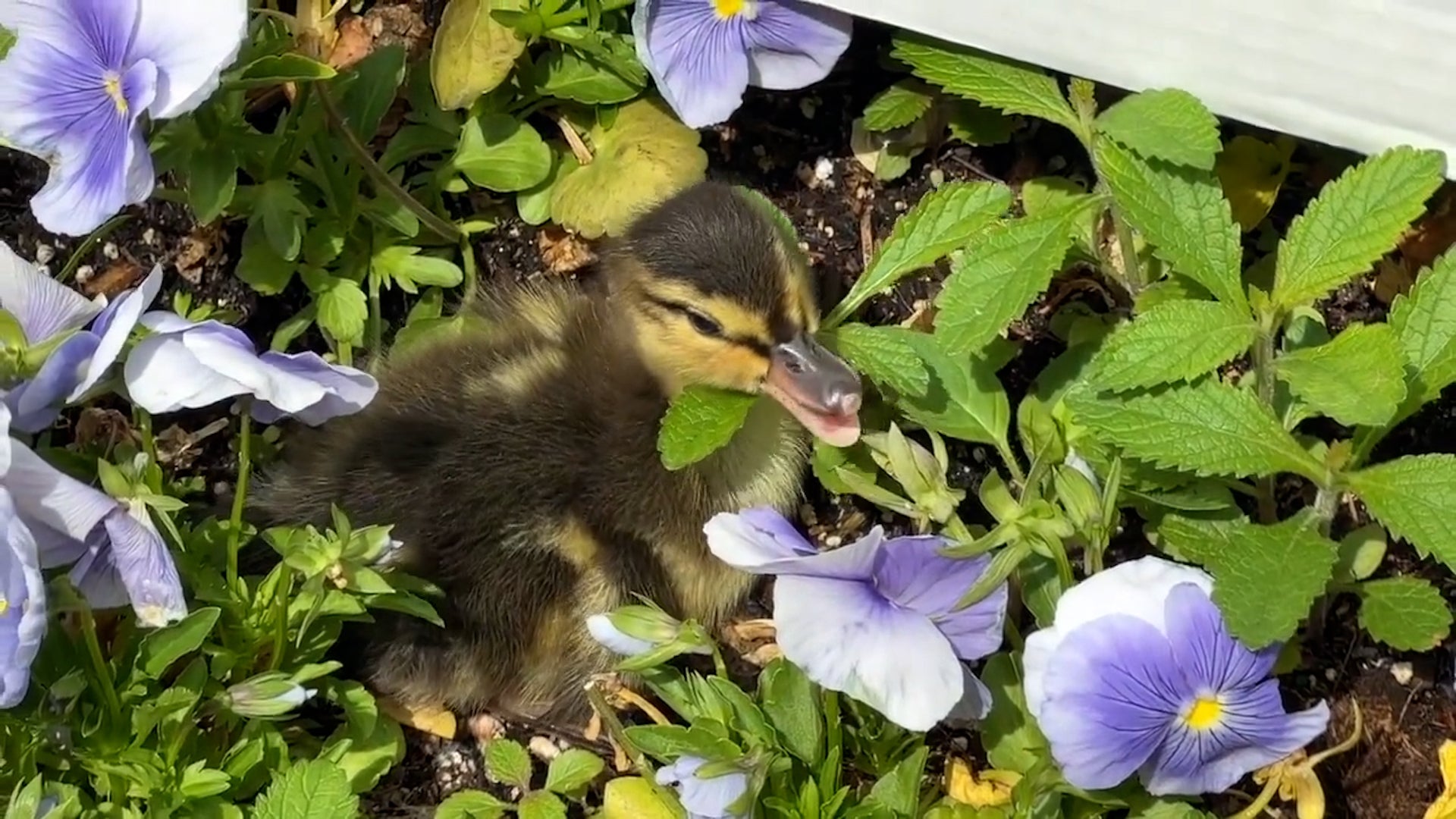 Pool Party Fowl-Up: Ducklings Rescued From Fountain Mishap