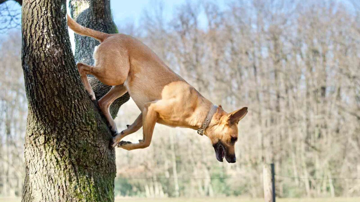 10 Things To Know Before Bringing Home a Belgian Malinois