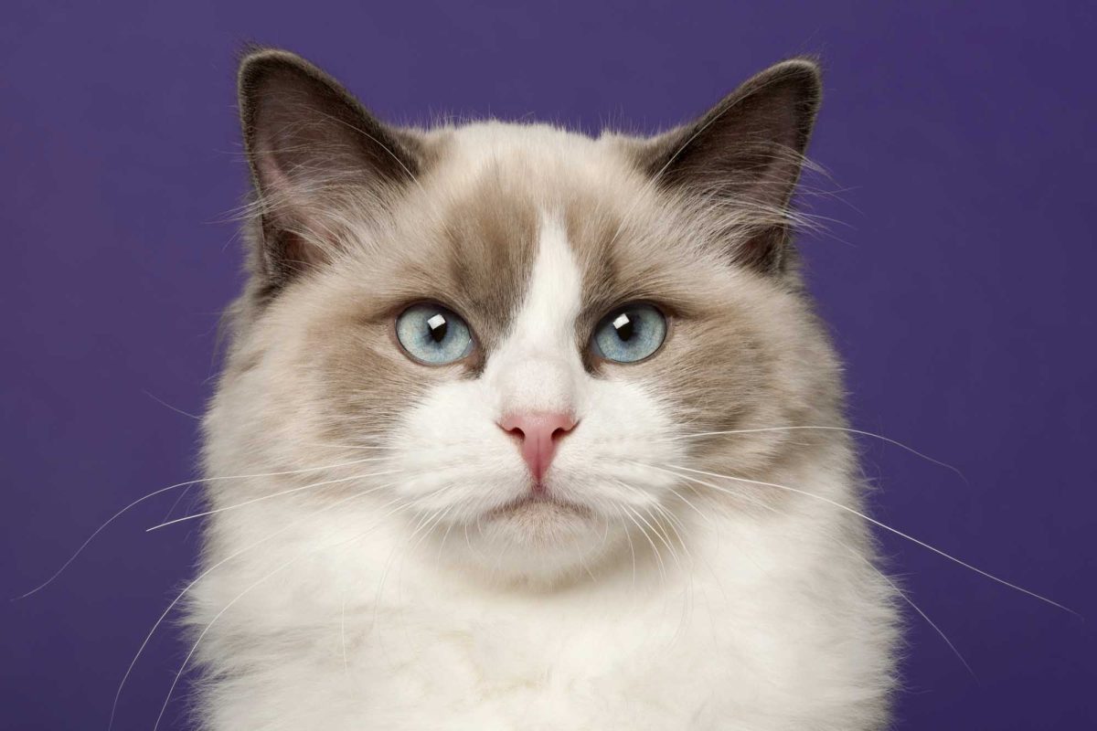 The cat breeds that really hate being alone — and what it really does ...