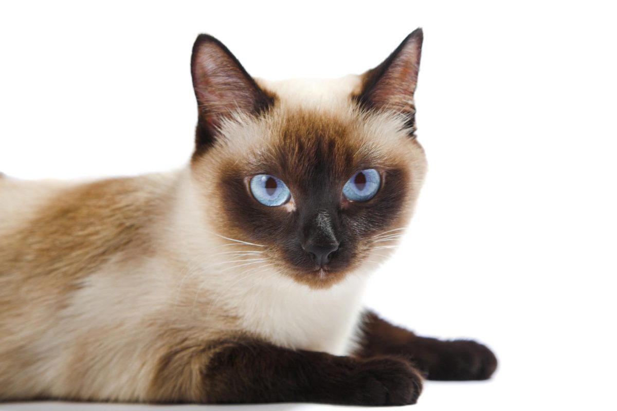 10 Clingiest Cat Breeds That Always Want to Be Close