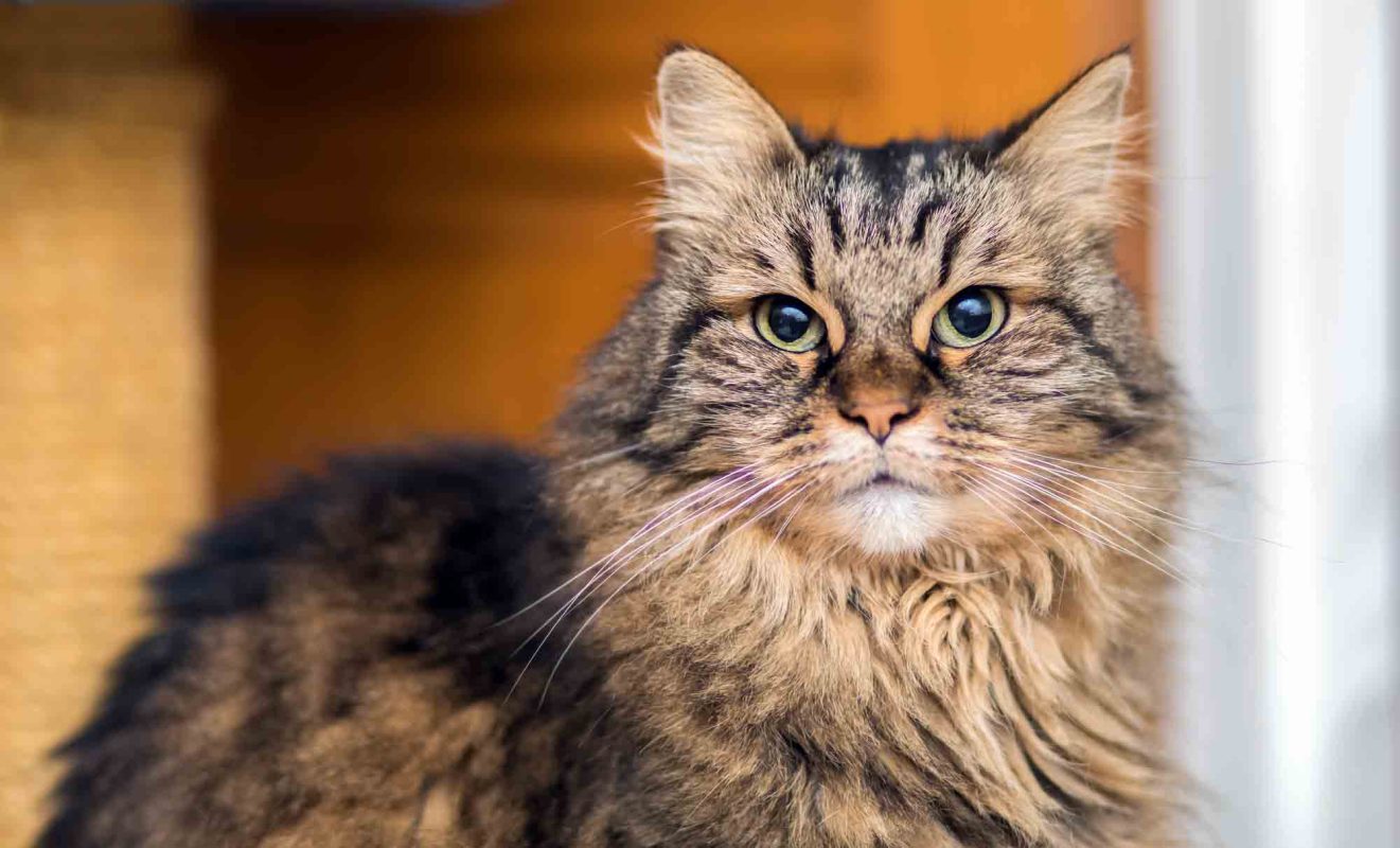 The most popular cat breeds in the United States — and the results ...