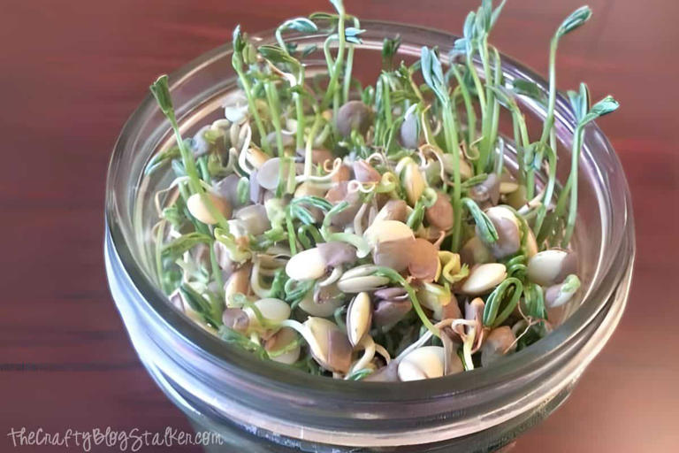 How to Grow Sprouts in Your Kitchen
