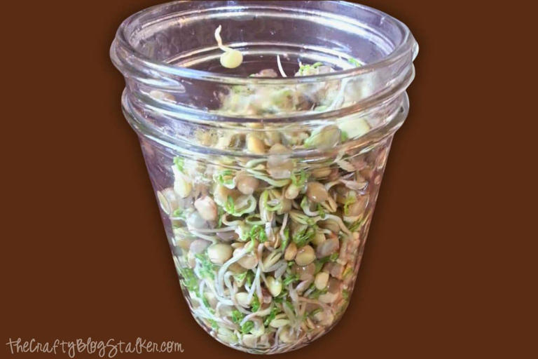How to Grow Sprouts at Home