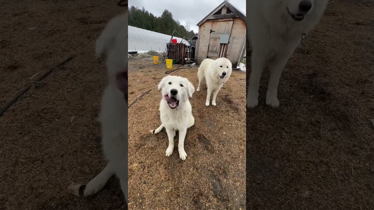 How I Tell My Dogs Apart