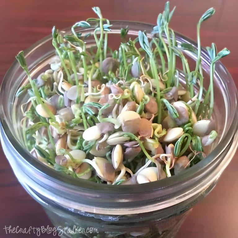 How to Grow Sprouts at Home